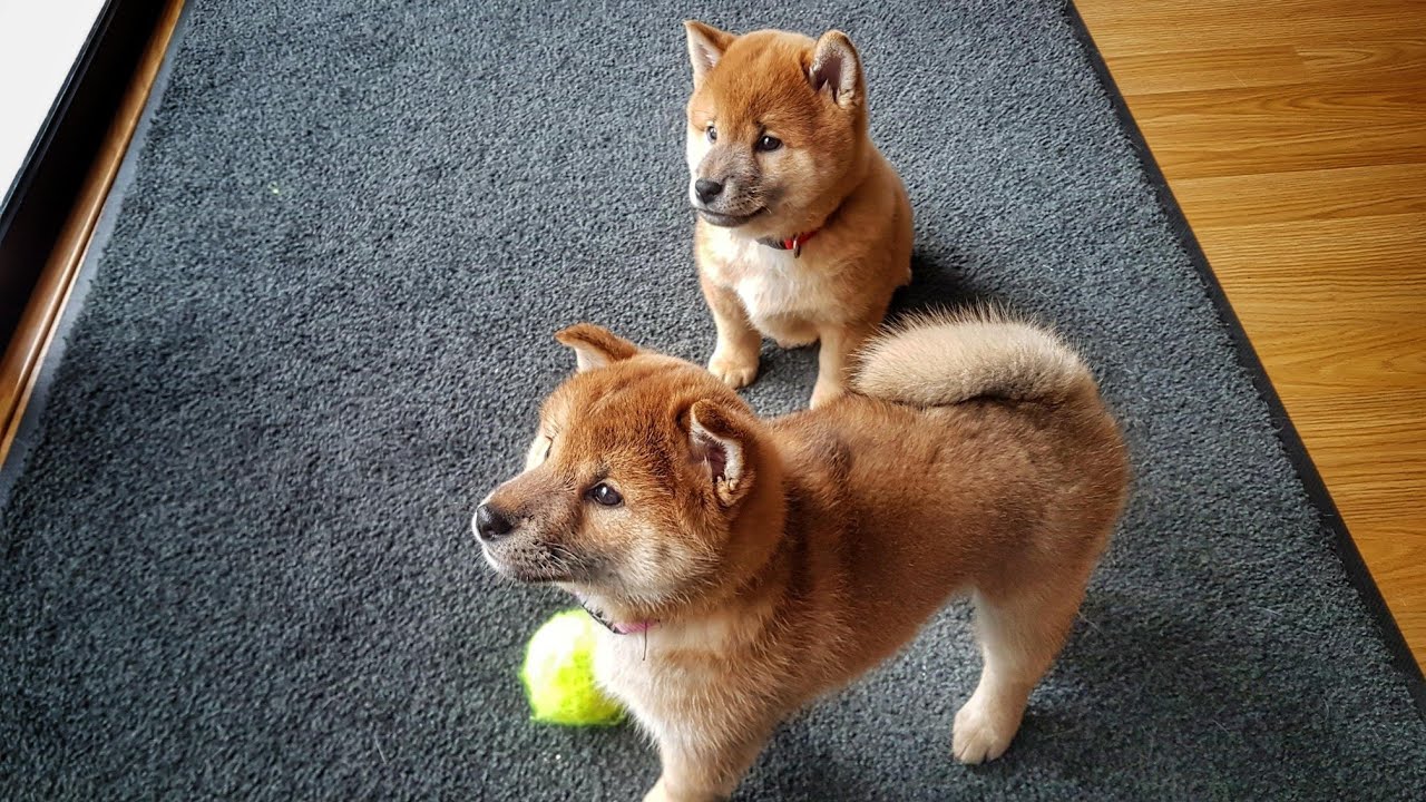 Just a n̶o̶r̶m̶a̶l̶ day in potat kingdom - MLIP / Ep 226 / Shiba Inu ...
