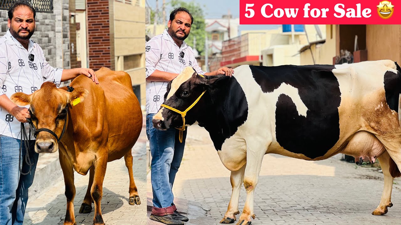 अच्छी नसल की HF और जर्सी गाय विकाऊ है ॥ जल्दी कॉल करके गाय मंगवाए ...