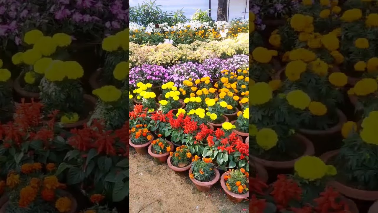 The Most Beautiful Flowers Collection ! Gandhi Udyan ! Raipur ...