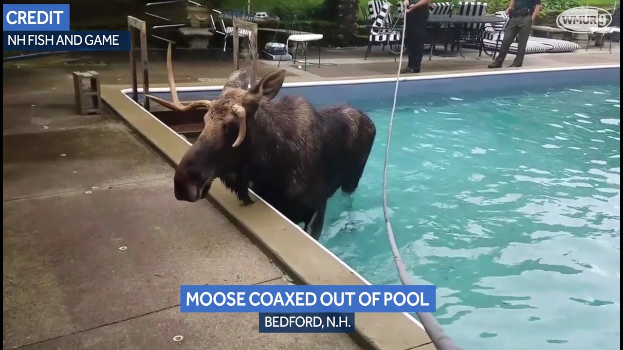 Moose coaxed out of pool by biologists, Fish and Game in Bedford - YouTube