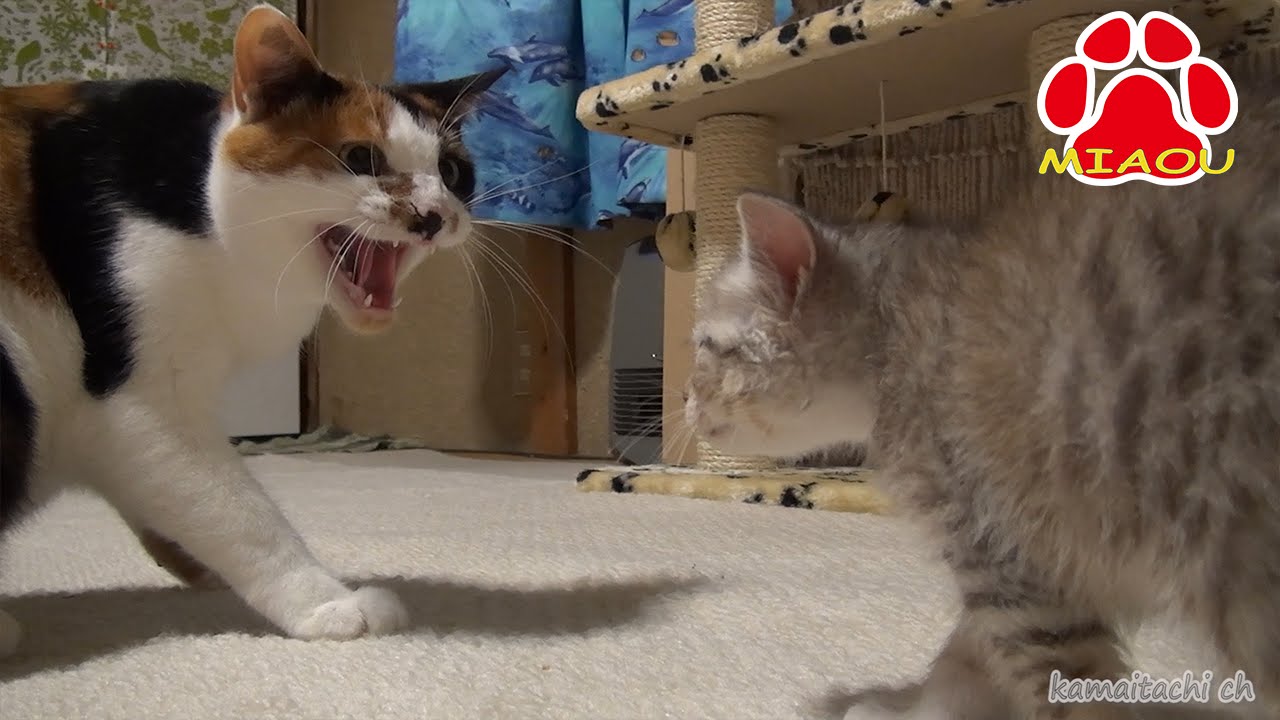 肝のすわった小さな子猫しぴ【瀬戸のしぴ日記】Tiny kitten,Chipie is imperturbable - YouTube