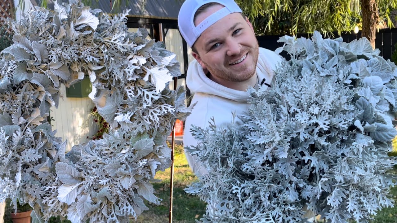DIY Winter Wreath from Dusty Miller ️|| Visit Our Garden - YouTube