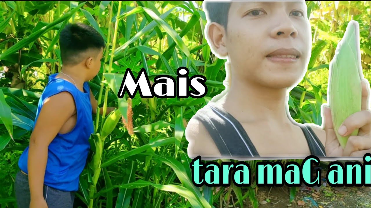 Tara MagAni ng Mais tanim nung Lock down - YouTube
