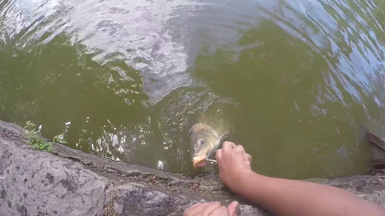 Urban Pond Fishing for Common Carp (New York) - YouTube