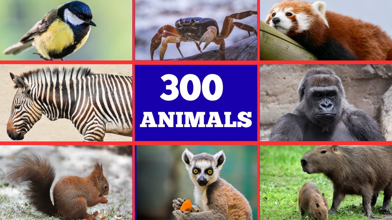 300 Animals for Kids 🐾 | Learn Animal Names, Sounds & Fun Facts ...