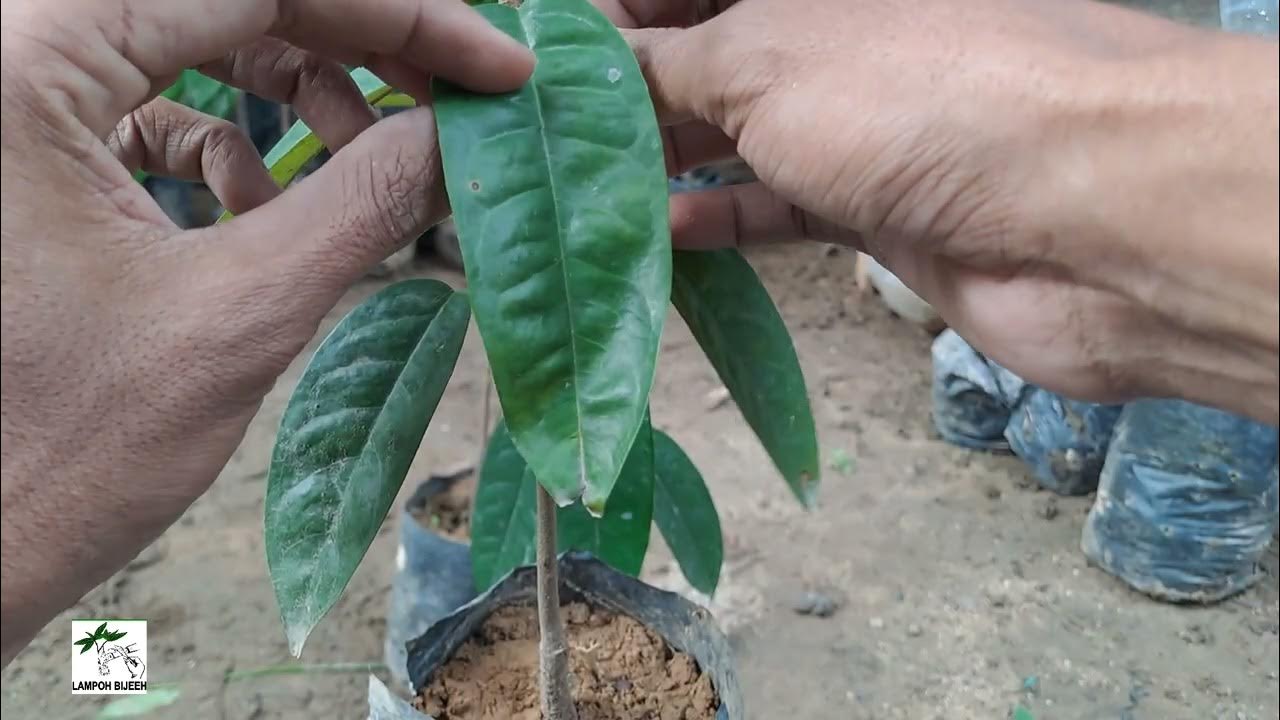 sambung pucuk bibit durian untuk pemula 100 % berhasil.. - YouTube