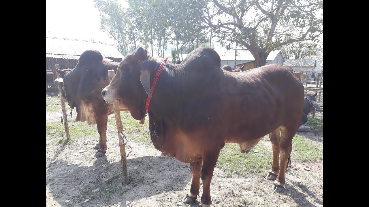 Big ox in market | Want to buy - YouTube