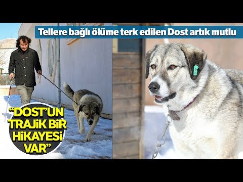 Çöplükte Tellere Bağlı Ölüme Terk Edilen Dost'un Değişimi Dikkat Çekiyor