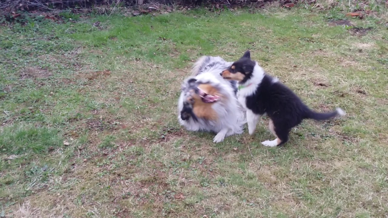 My rough collies play - YouTube