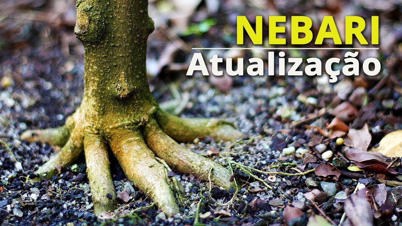 Como Fazer um Nebari Perfeito (Atualização) - Gotas de Bonsai #8 - YouTube