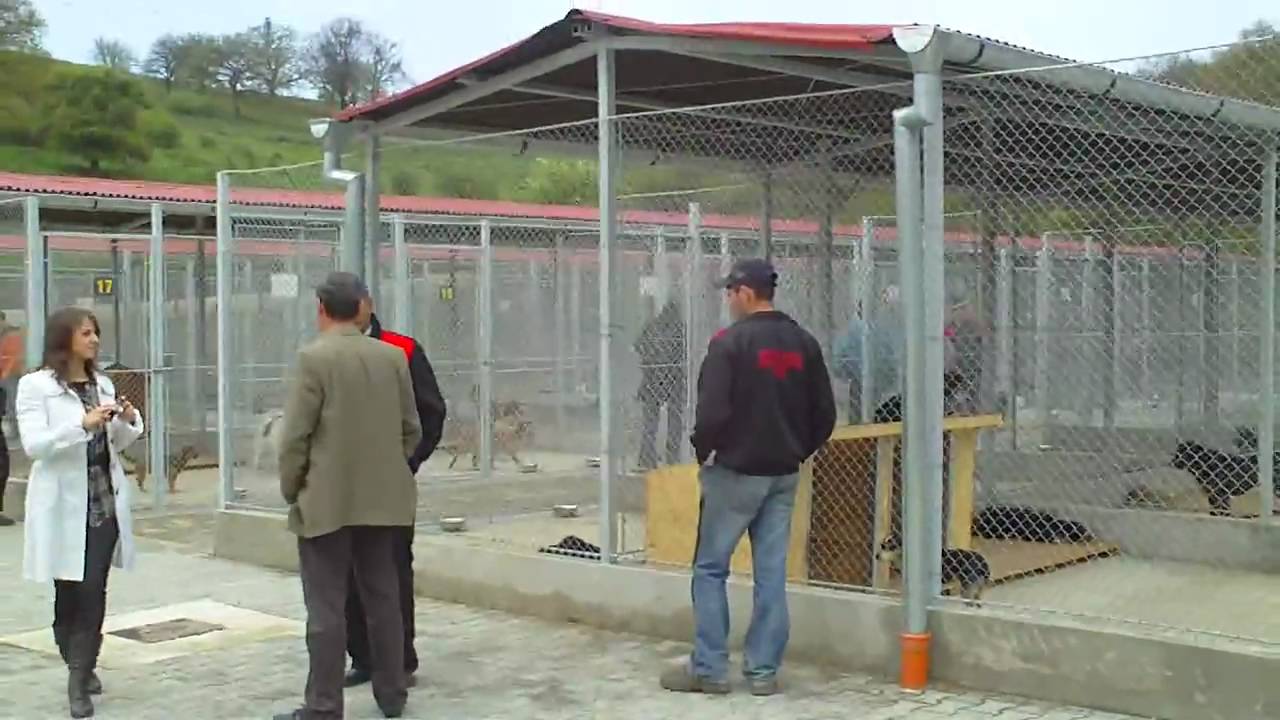 imagini din adapostul de caini din Sibiu - YouTube