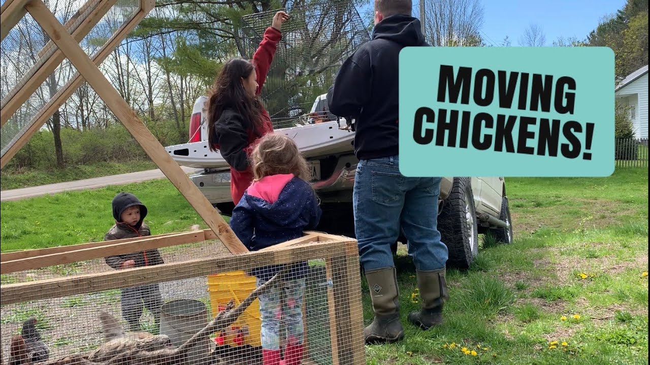 MOVING CHICKENS AROUND! - YouTube