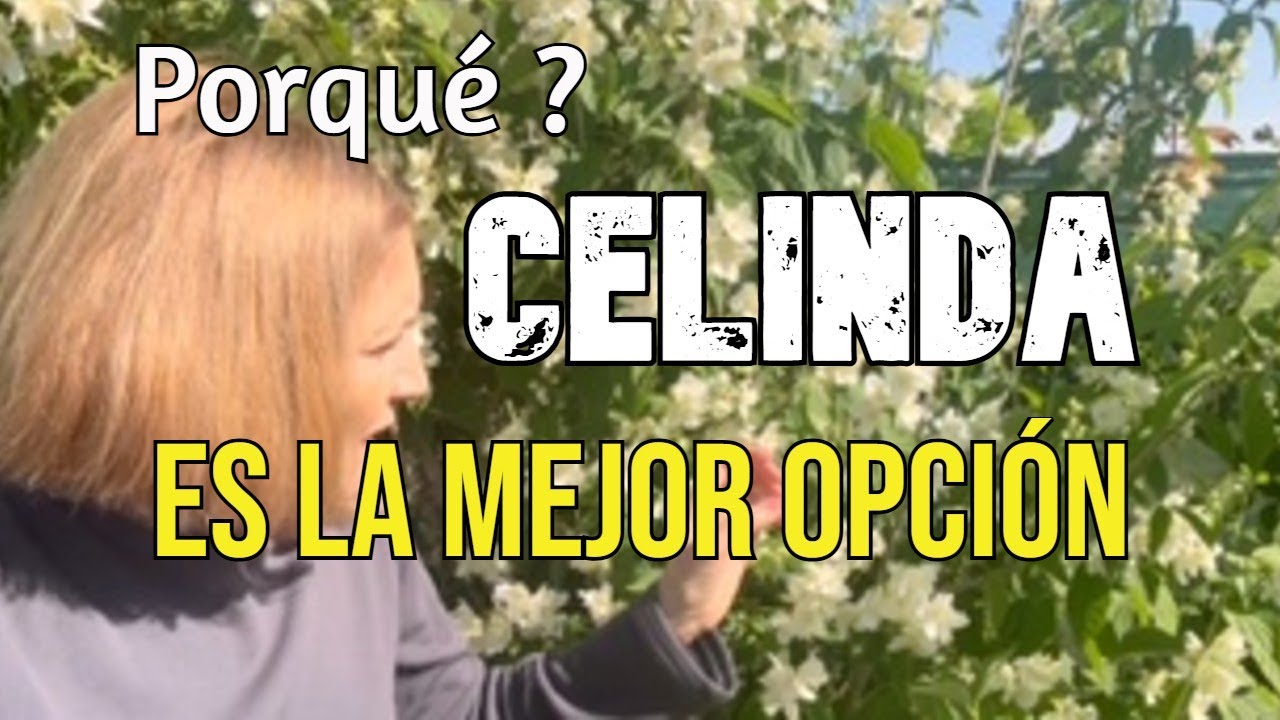 Por qué tener una celinda es una buena elección? #flores #plantas # ...