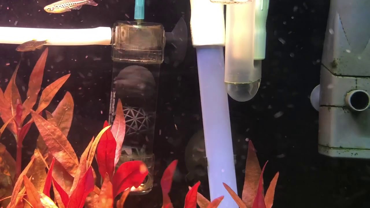 Dymax CO2 Diffuser MD-103 - YouTube