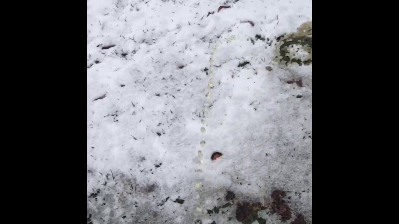 HE IS PEEING IN THE SNOW??!! - YouTube