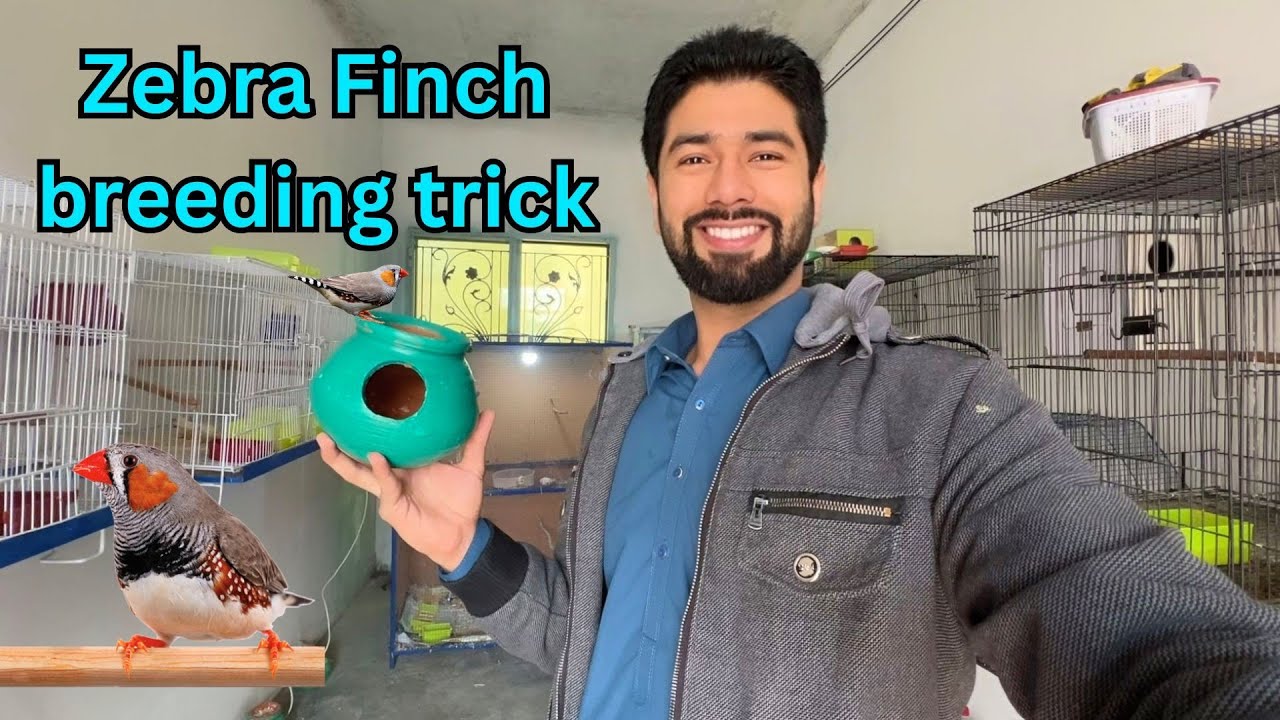 zebra Finch breeding tips | how to start zebra Finch breeding | how to make a nest for zebra ...