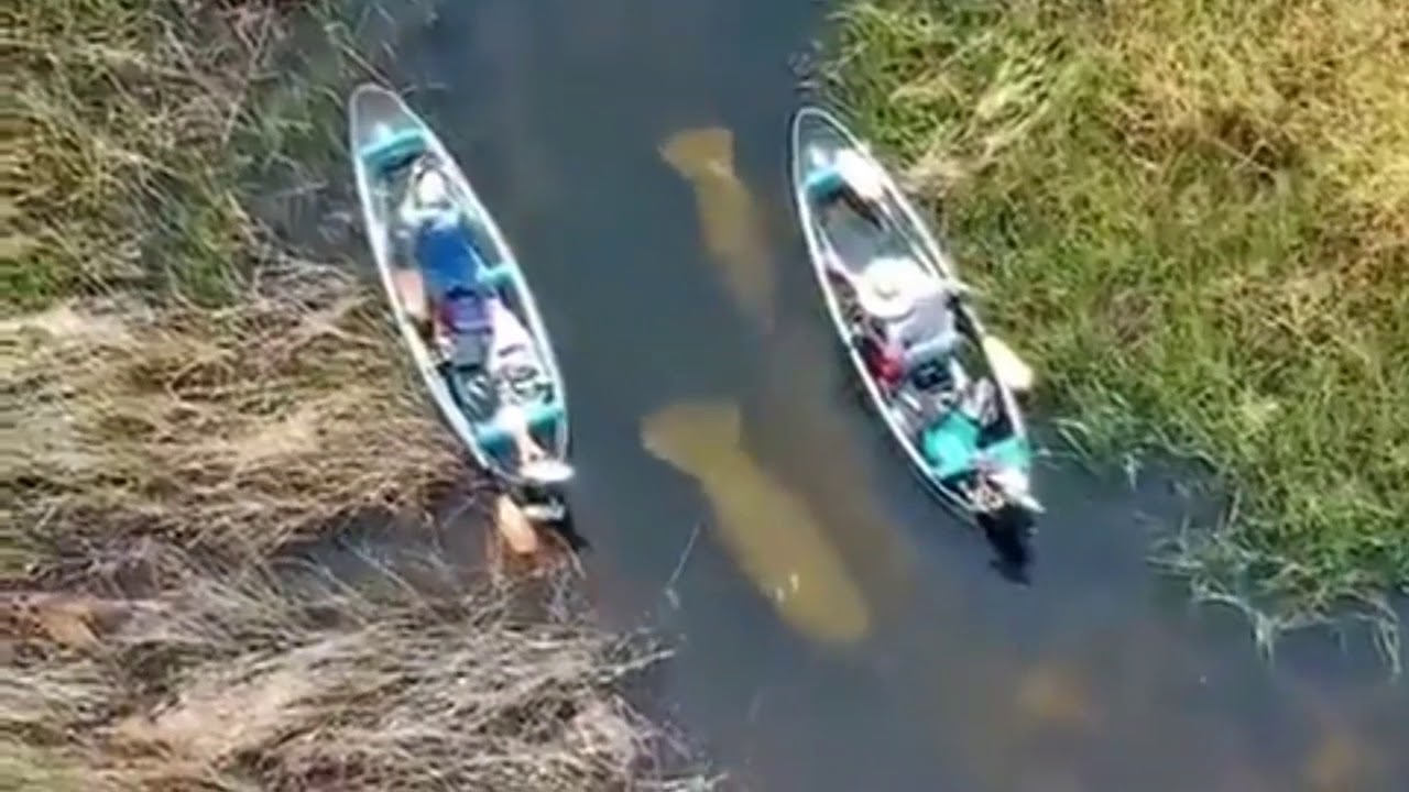 NGK ADA DI INDONESIA NIH, SAPI LAUT STELLER!! - YouTube