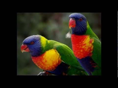 Beautiful Bird Cages for Your Beautiful Birds - YouTube