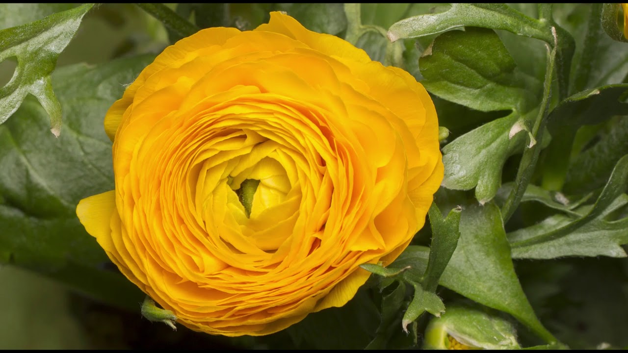 Buttercup flower blooming - Flower Time lapse video - YouTube