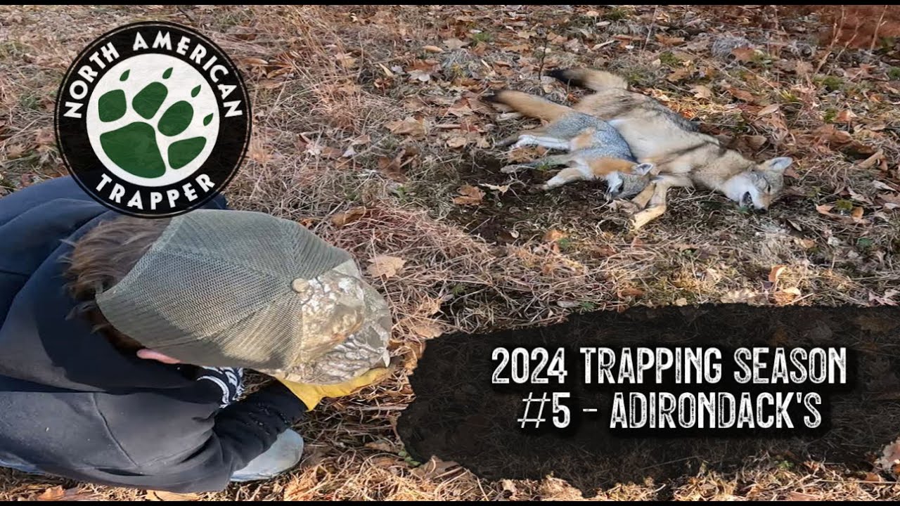 2024 Trapping Season #5 ~ ADIRONDACK MTNS ~ North American Trapper ...