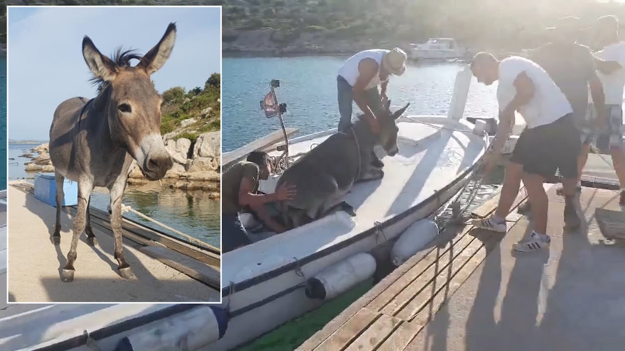 Donkey Stuck On Island Rescued By Boat - YouTube