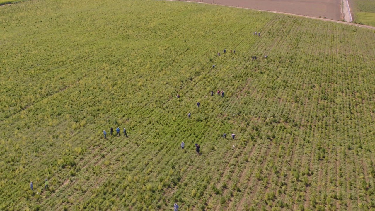 Colorado Grown Hemp Harvest | White Buffalo Hemp - YouTube