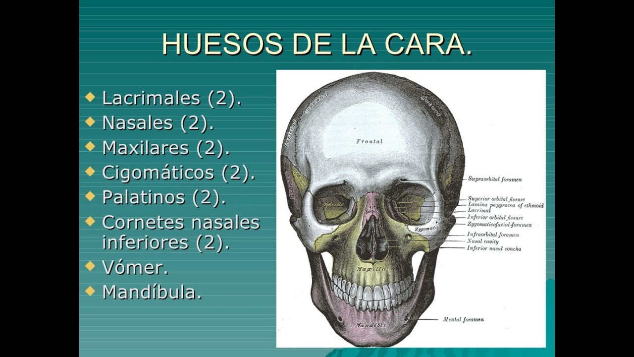 CLASE HUESOS DE LA CARA - YouTube