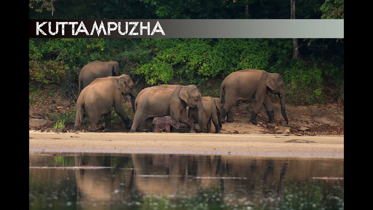 KUTTAMPUZHA - YouTube