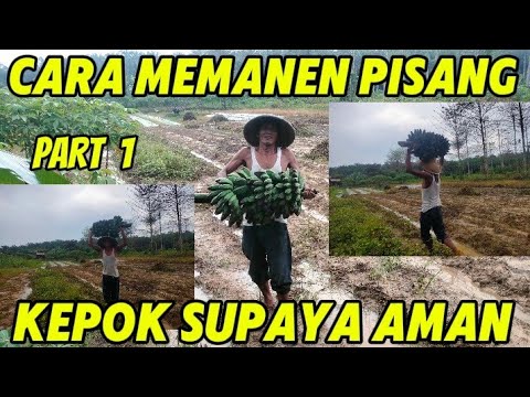 cara memanen pisang kepok supaya aman Yono Lam Tim YLT - YouTube