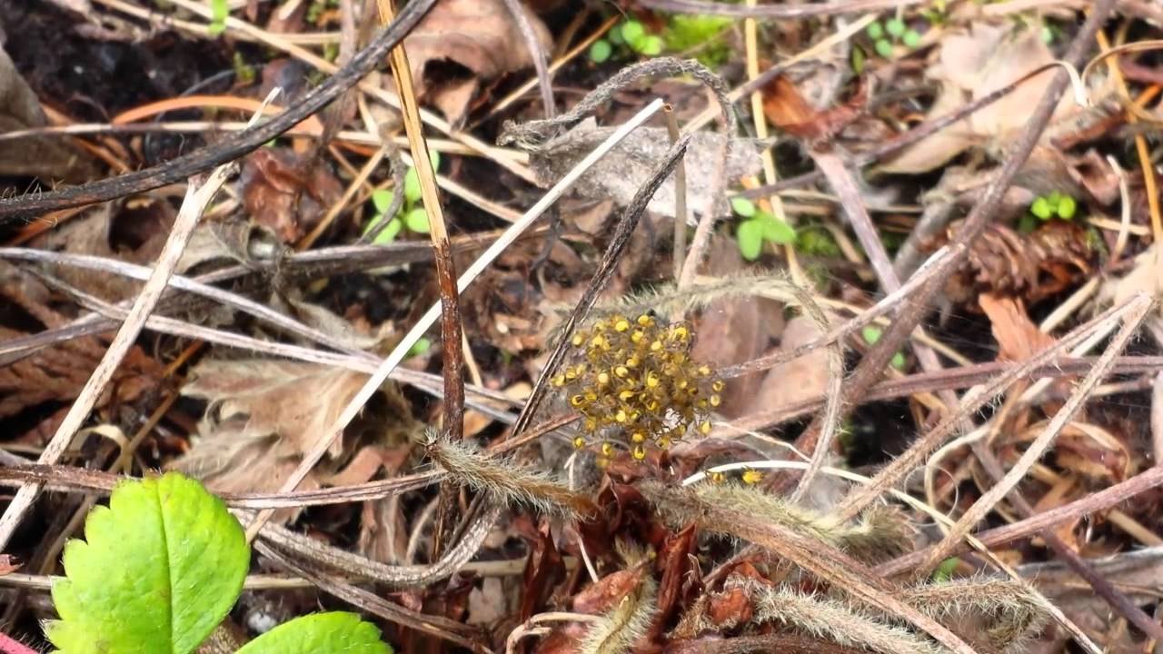 Training up my new insecticide brigade.. - YouTube