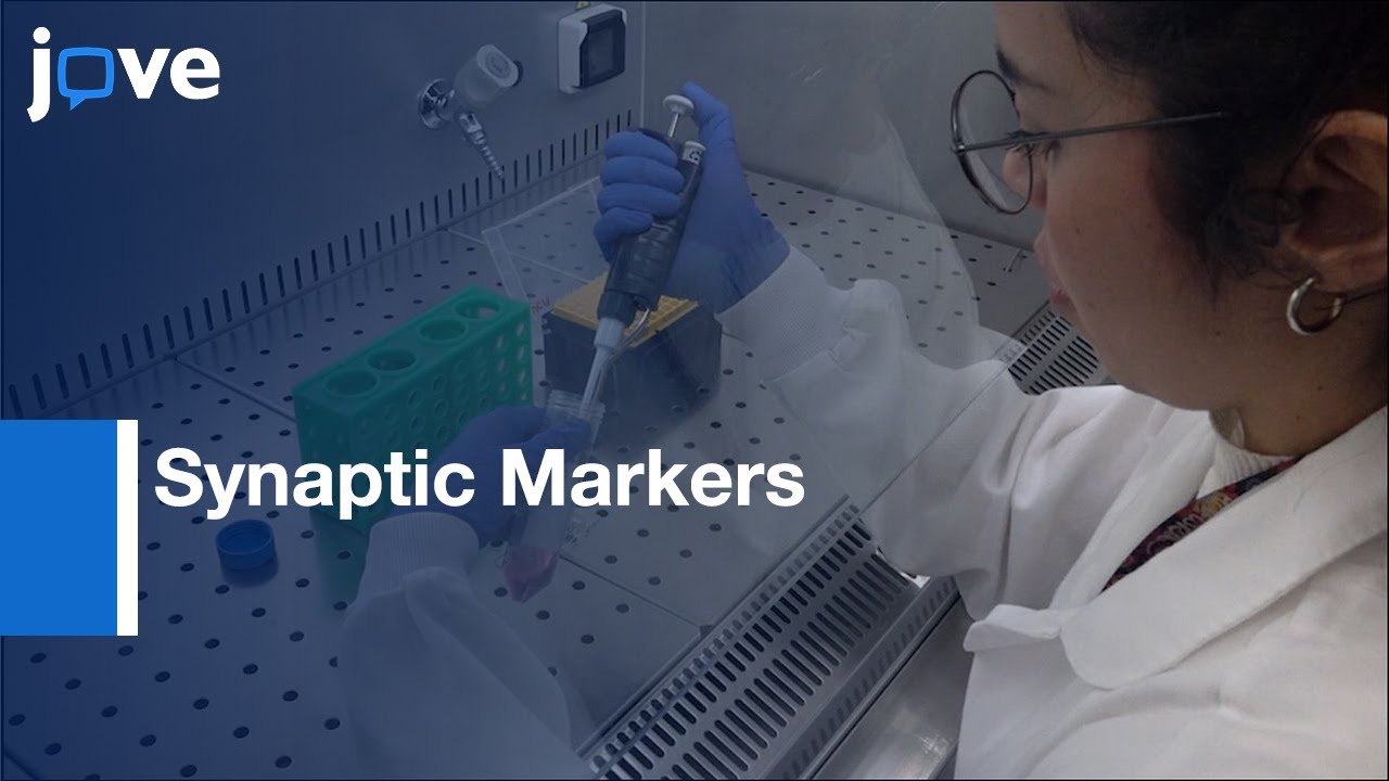 Protein and Synaptic Markers Co-Localization in Neurons | Protocol ...