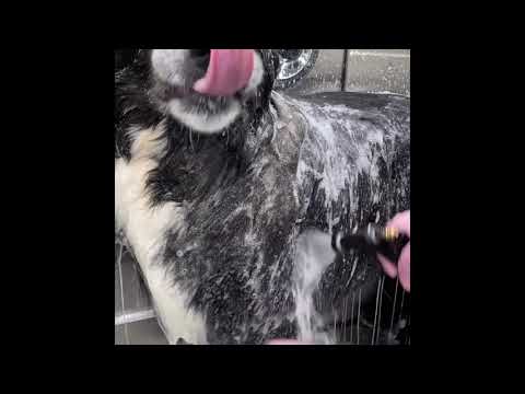 LaLa's Premium Pet Shampoo using a Wag'n Tails Super Sudser