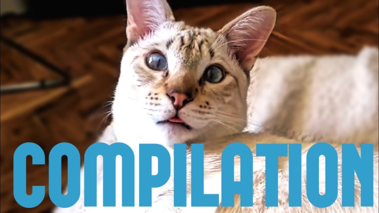 Cat prank | Funny Cat Compilation 2023 - Cat pranks, funny cat videos ...