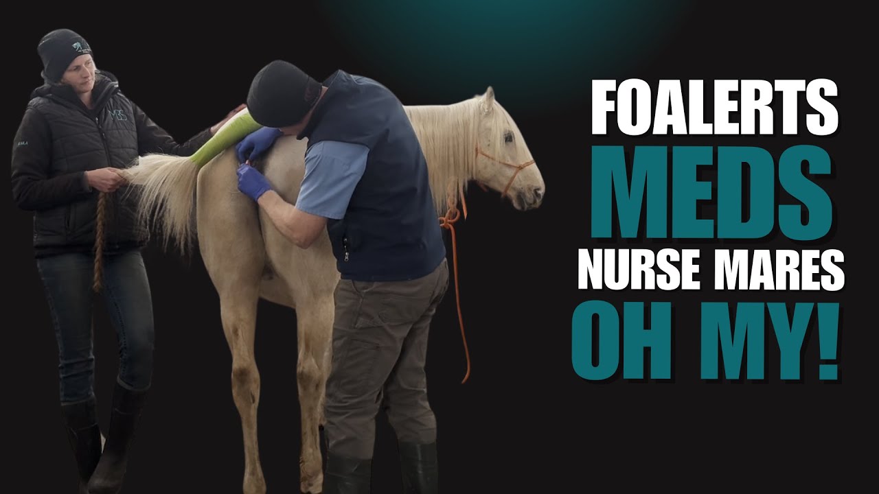 First 2 Foal Alerts In, Meds for Kee and Planning For A Nurse mare ...