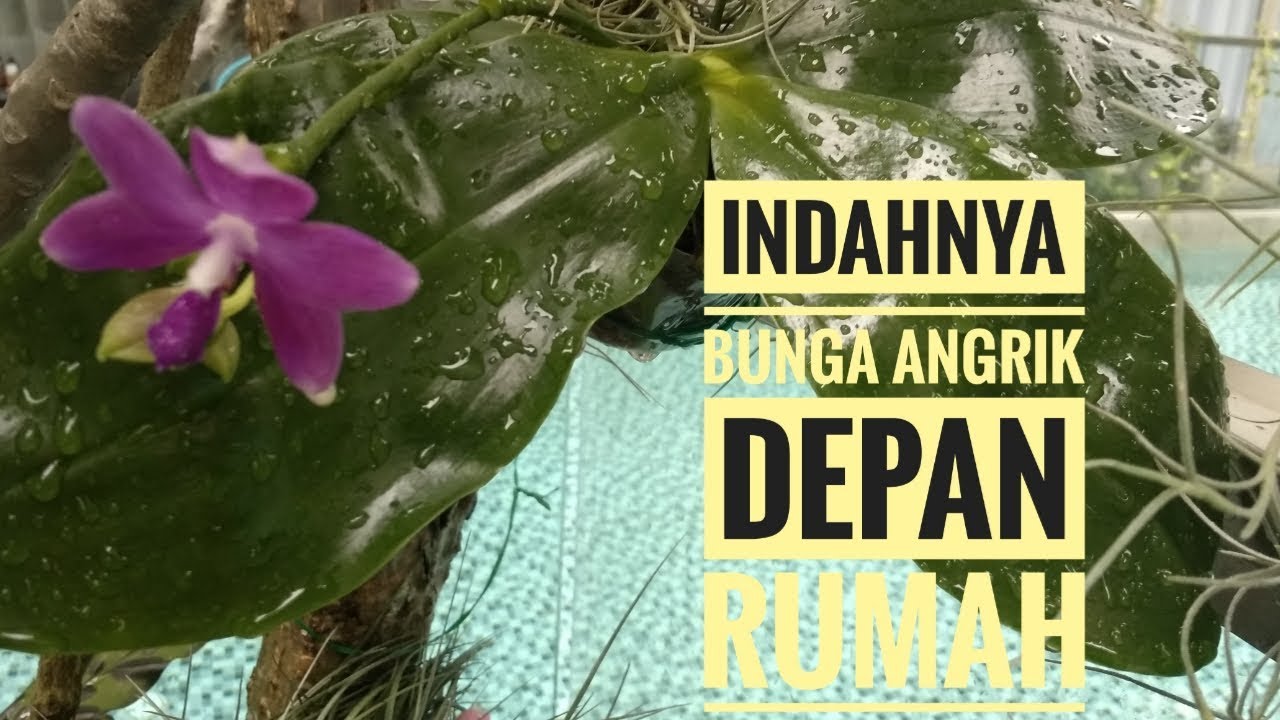 Perawatan Bunga ANGGREK Hingga Berbunga - YouTube