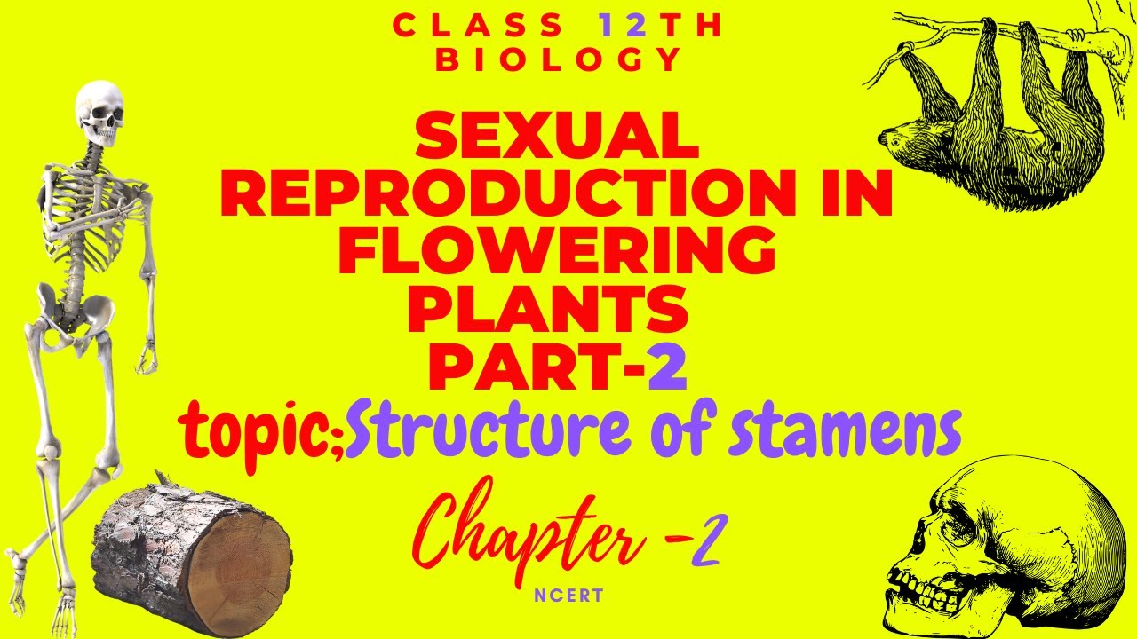 Structure of stamens|Sexual reproduction in flowering plants|Biology ...