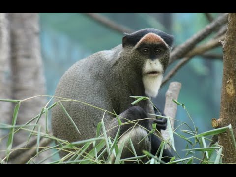 Species Spotlight: De Brazza's monkeys - YouTube