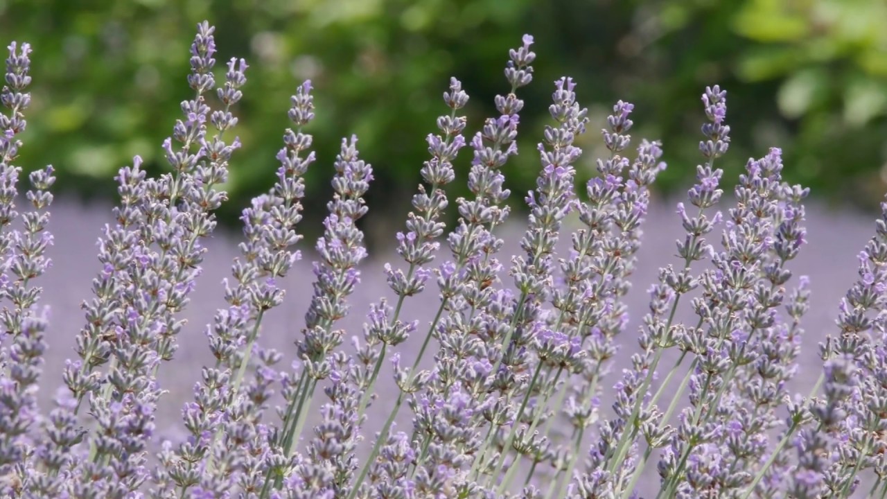 sapor essence - the world of natural soaps... - YouTube