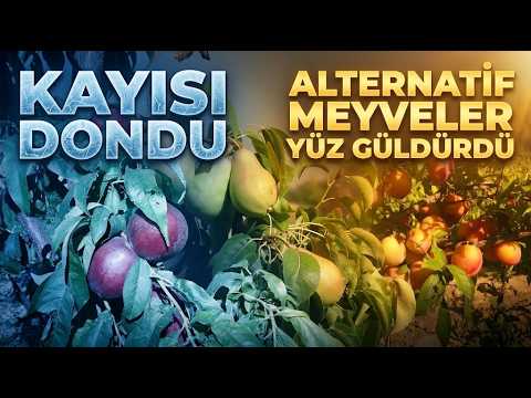 Malatya'da kayısıya yeni rakip Santa Maria armudu ve nektarin