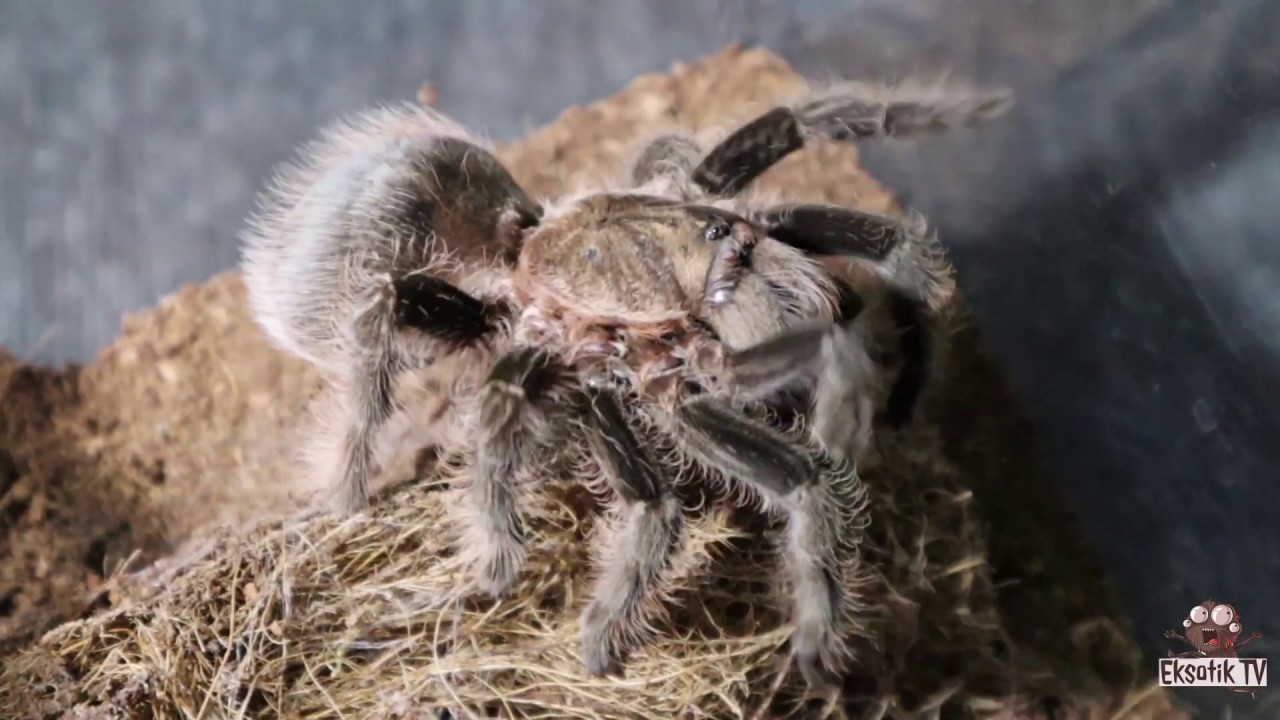 Feeding Video No.5 | Tarantula | Gagamba | EksotikTV | #Vlog16 - YouTube