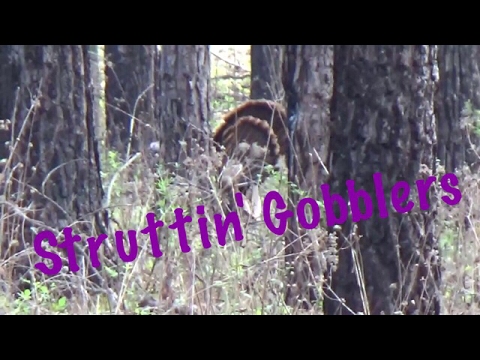 Mississippi Eastern Turkeys in the Pines - YouTube