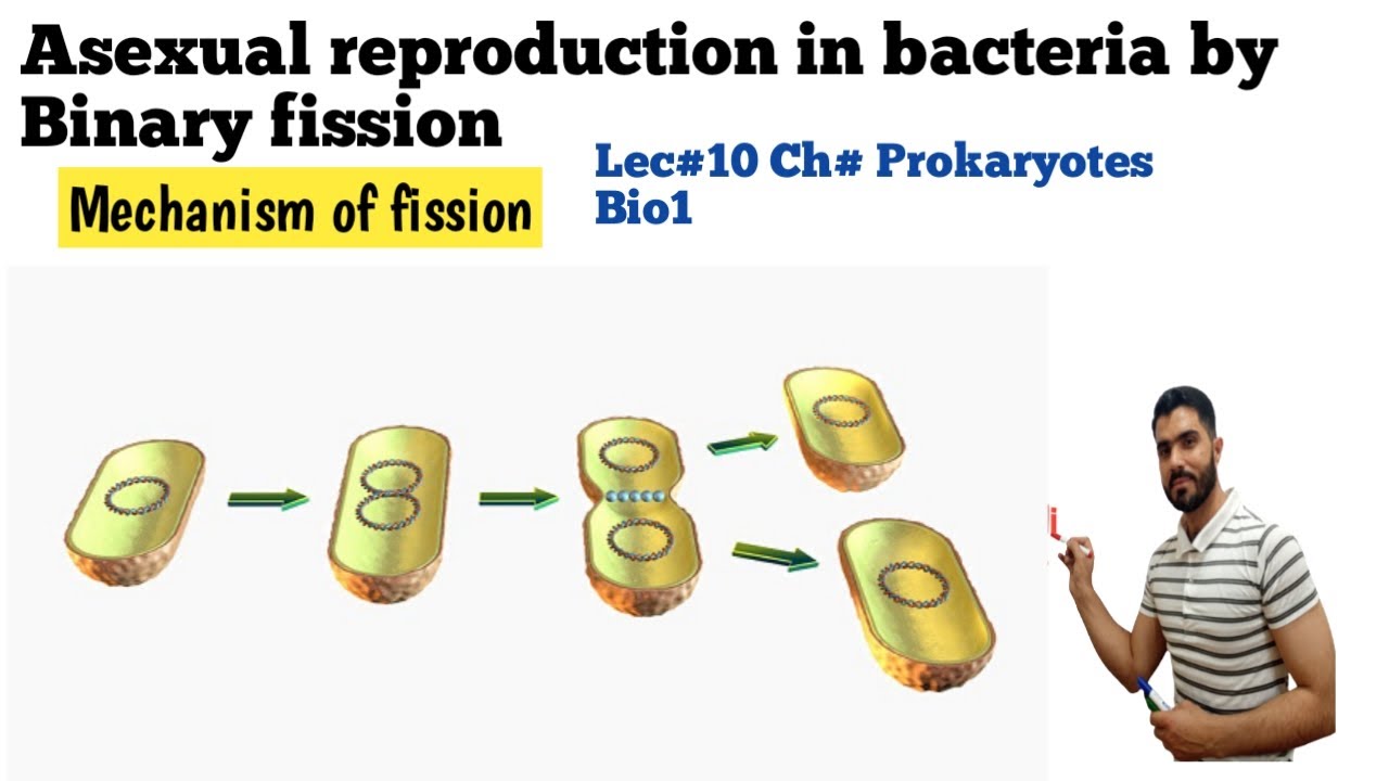 Asexual Reproduction In Bacteria