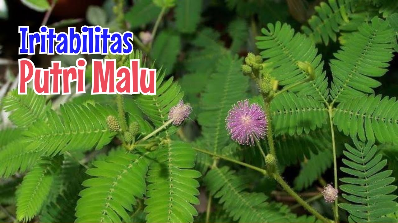 Belajar Tumbuhan Putri Malu tumbuhan yang mengatup kalau disentuh | iritabilitas puteri malu ...