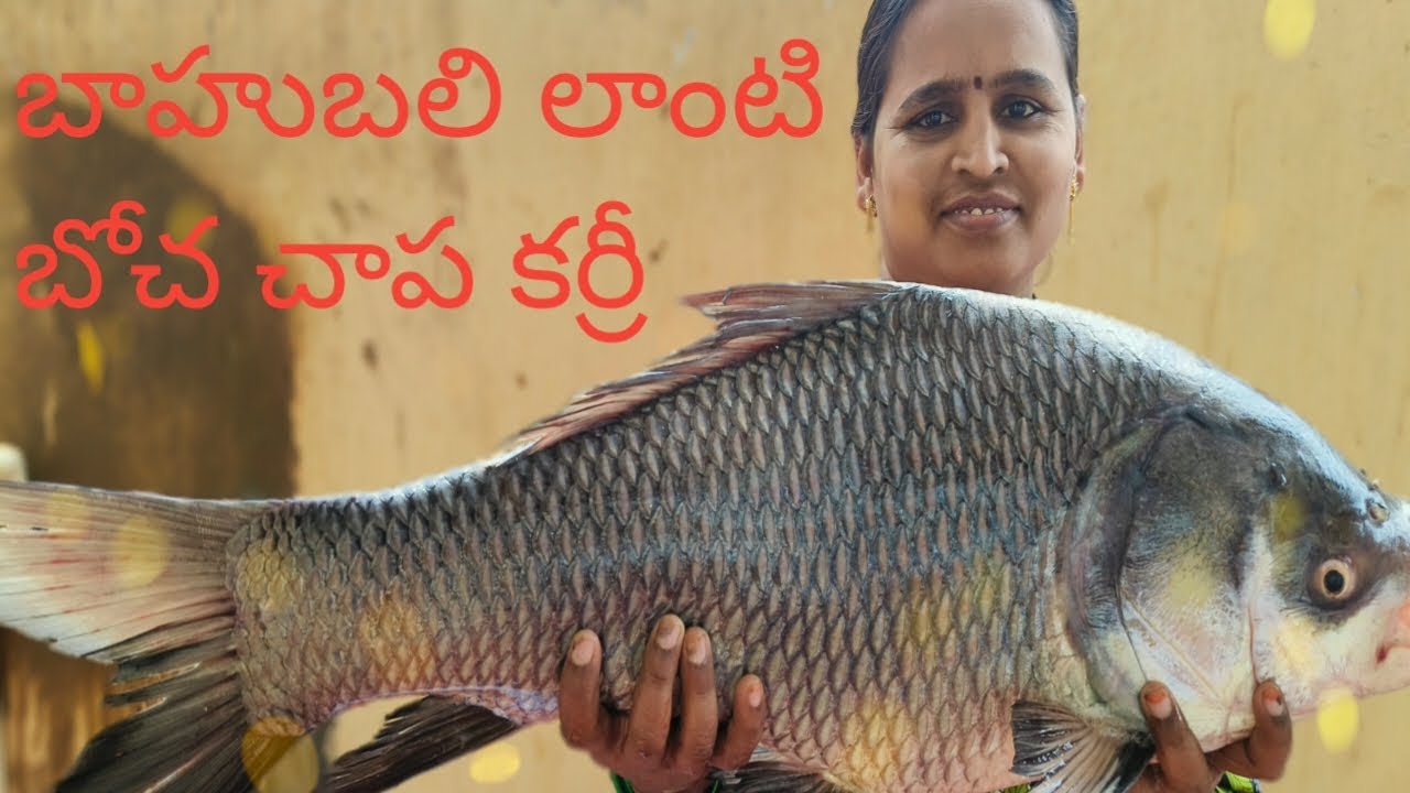 బహు బలి లాంటి చేపకుర baahu Bali katlafish curry super - YouTube