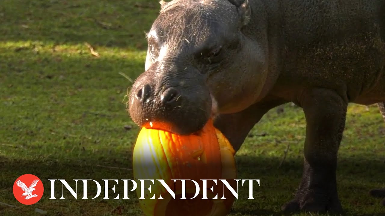 Hungry hippo feasts on pumpkins for Halloween treat at Chicago zoo - YouTube