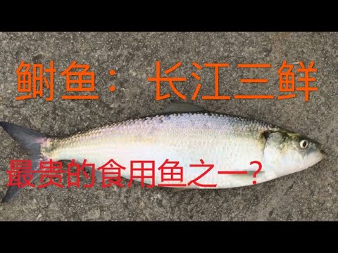 清蒸鲥鱼：我家的家常菜，是珍贵的食用鱼之一？ 鲥鱼简介 钓鱼吃鱼糸列之一 Comparing Chinese Shad and ...