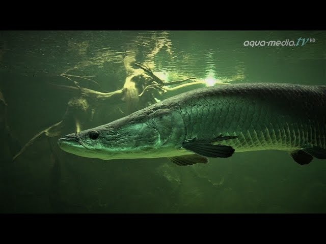 Arapaima Fish Aquarium