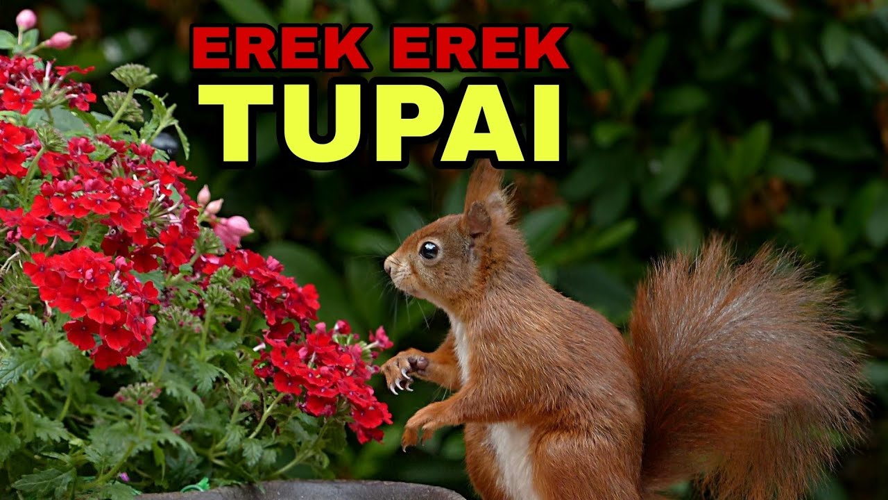 EREK EREK TUPAI 2D 3D 4D & ARTI MIMPI TENTANG TUPAI - YouTube