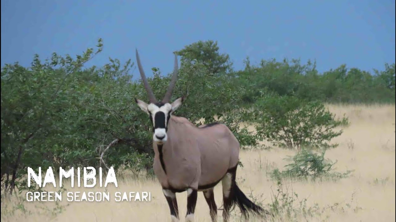 Namibia green season safari - YouTube