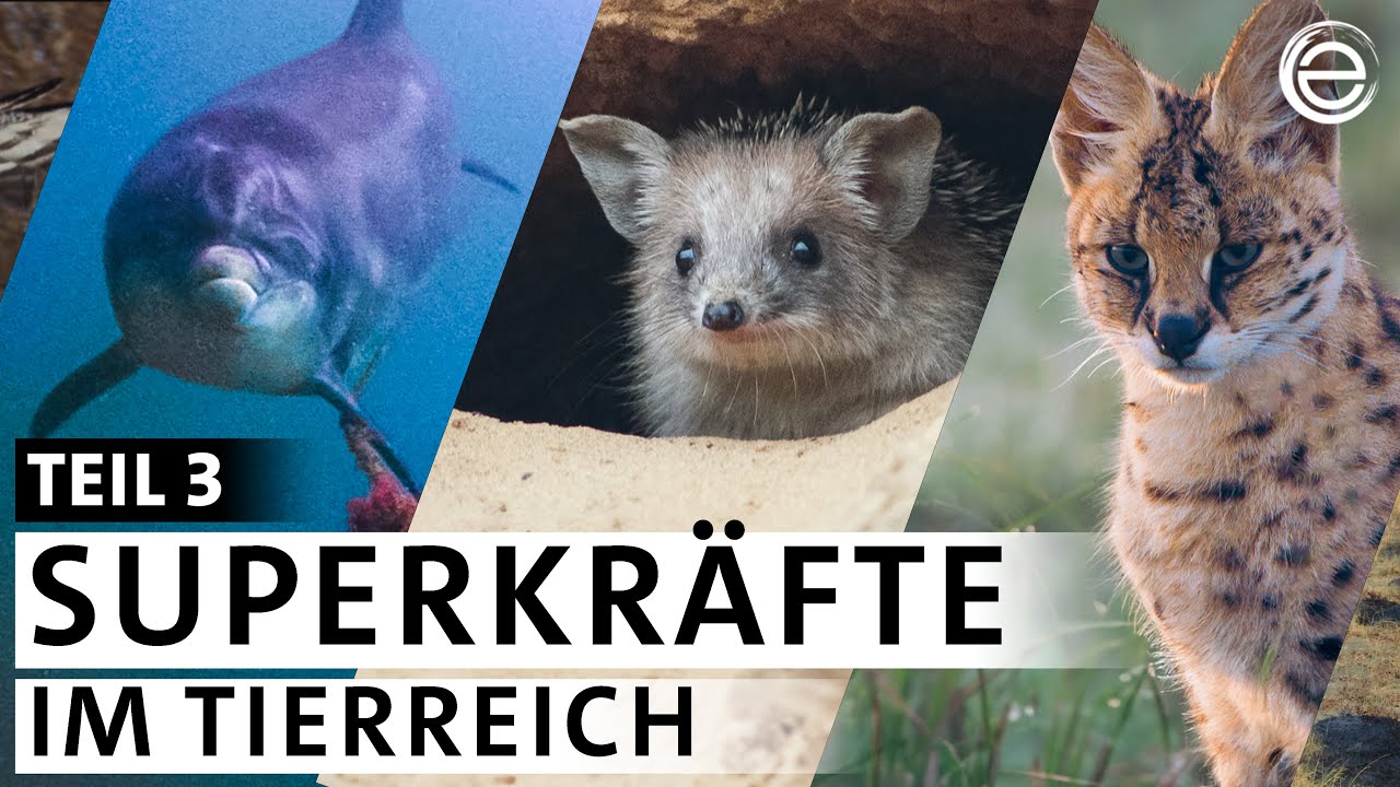 Wer hat die besten Ohren im Tierreich? – Tiere und ihre Superkräfte (3/ ...